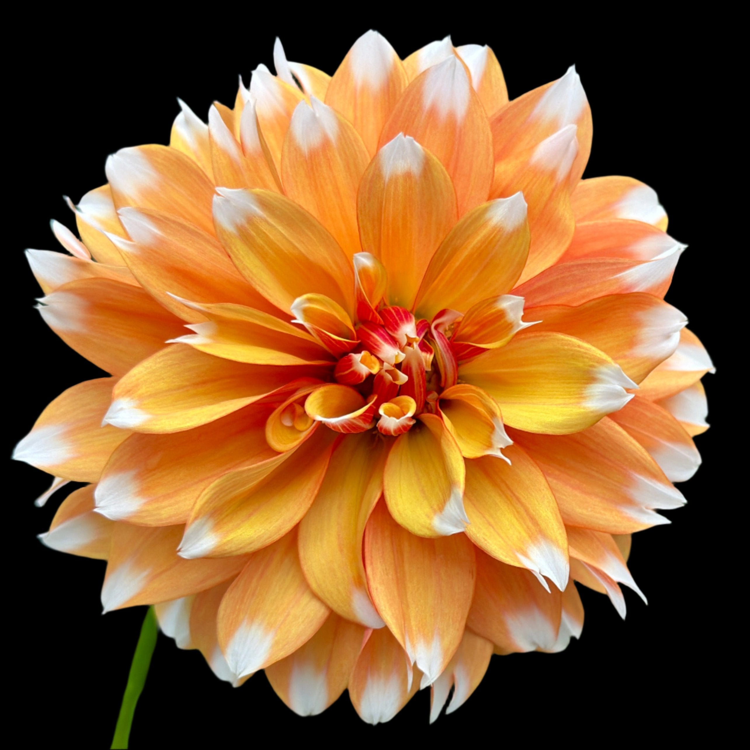 Products – Just Peachy Flowers