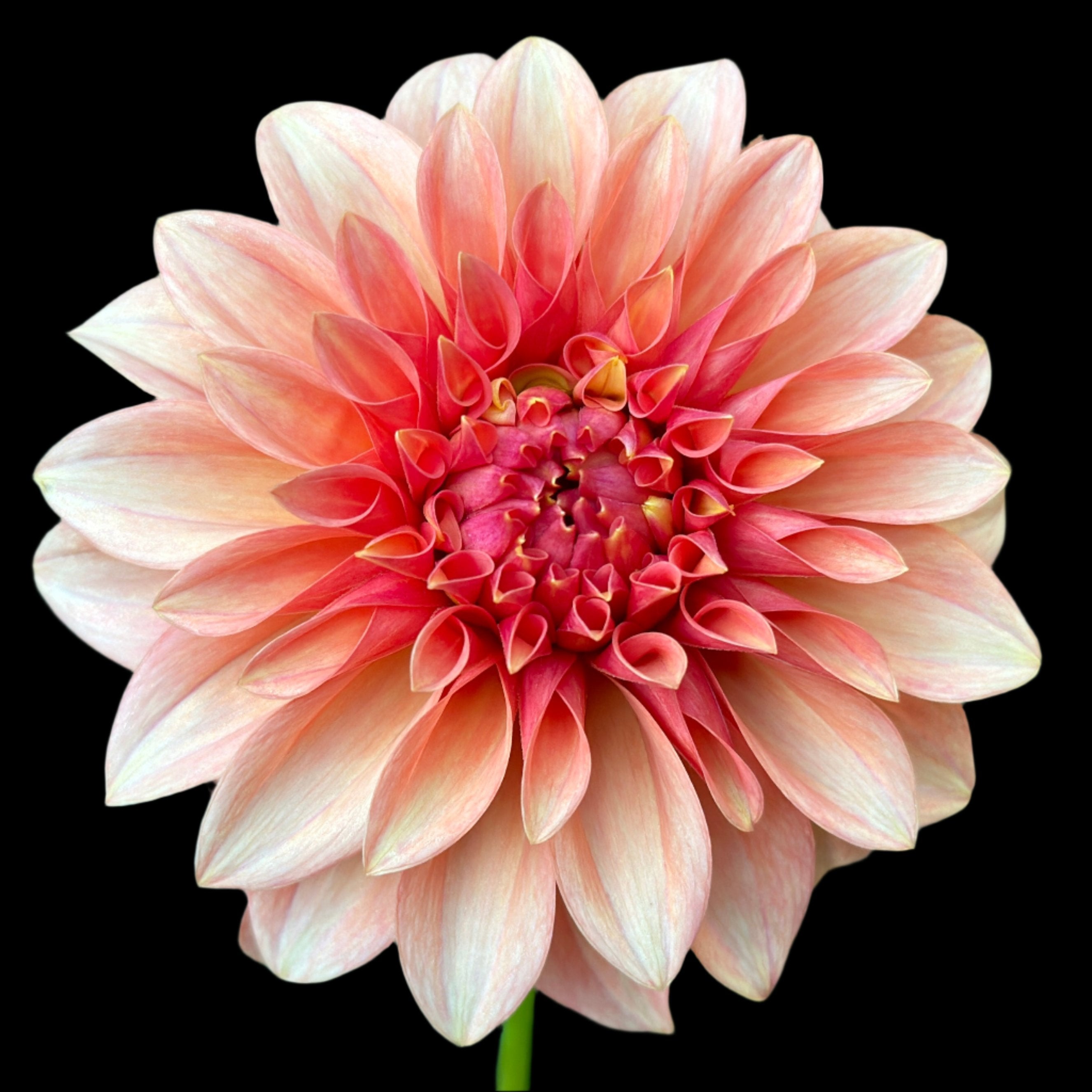 Products – Just Peachy Flowers