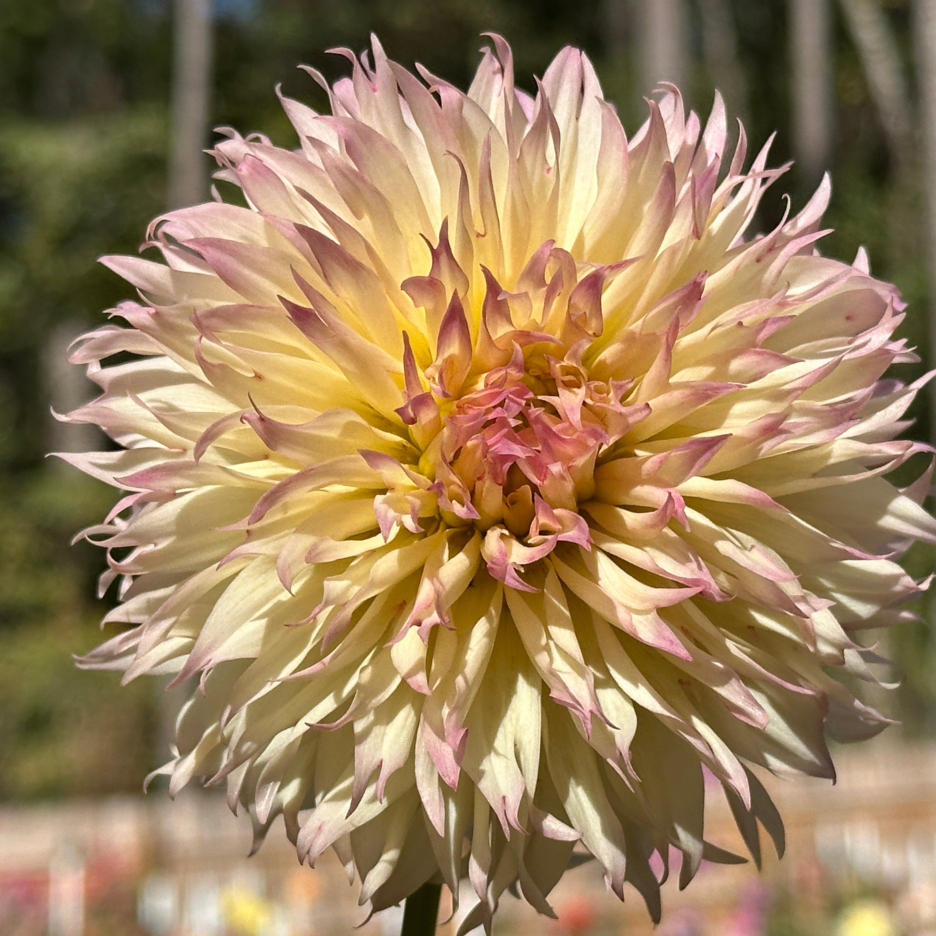 Alauna Millipiques – Just Peachy Flowers
