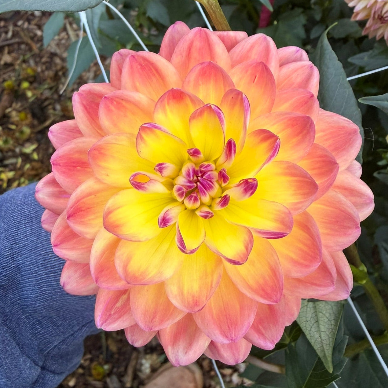 Canoz Anne – Just Peachy Flowers