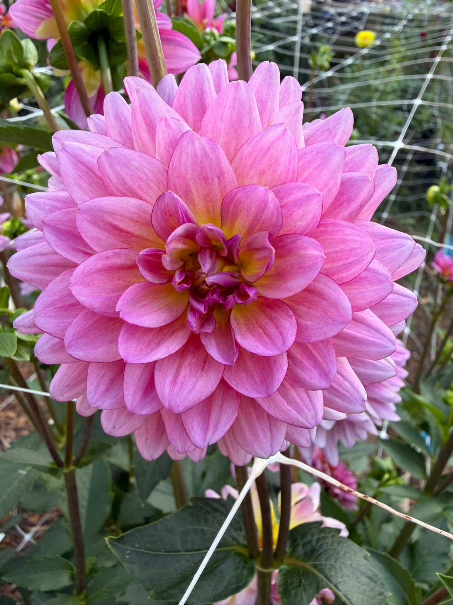 Dutch Silence – Just Peachy Flowers