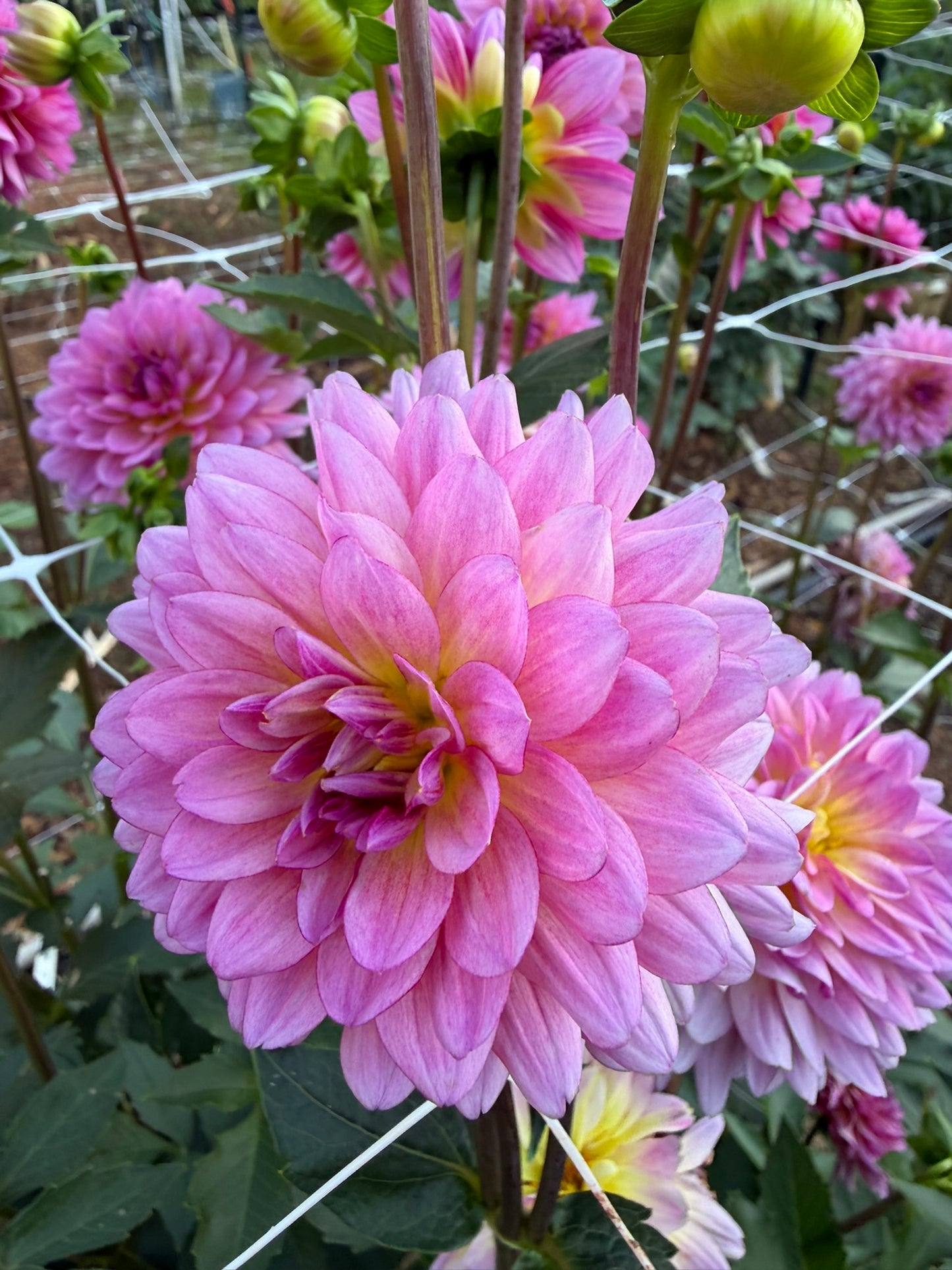 Dutch Silence – Just Peachy Flowers